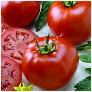 Tomato - Floridade - 300 Seeds - Heirloom - Loves Hot & Humid ...