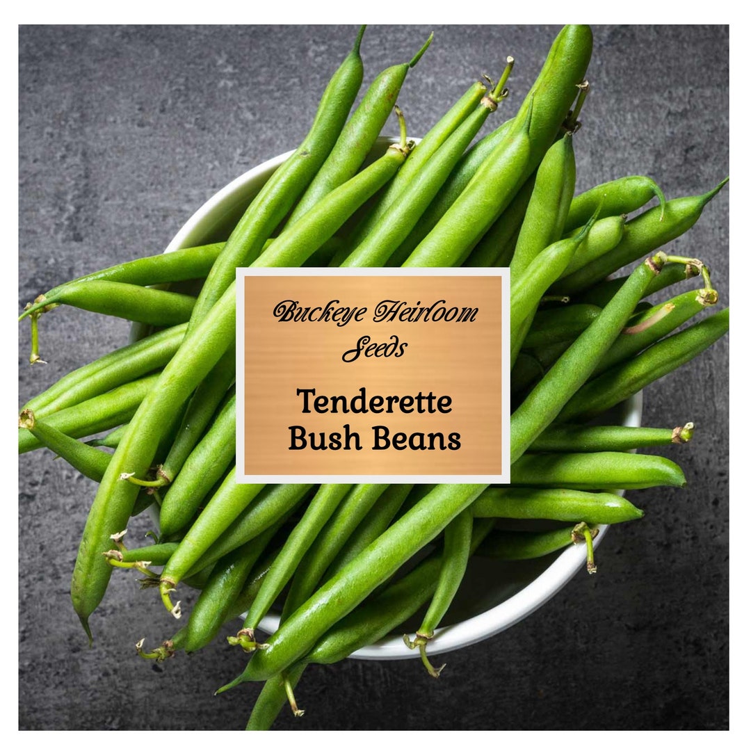 Tenderette Beans Seeds - Stringless - 58 Days to Harvest - 30 Heirloom ...