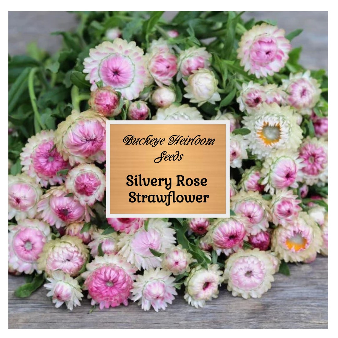 Silvery Rose Strawflower Seeds, Strawflowers - Straw Flower, Non-gmo ...