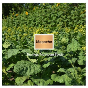 Mapacho - Aztec Ceremonial - Tobacco - Nicotiana Rustica - Makhorka ...