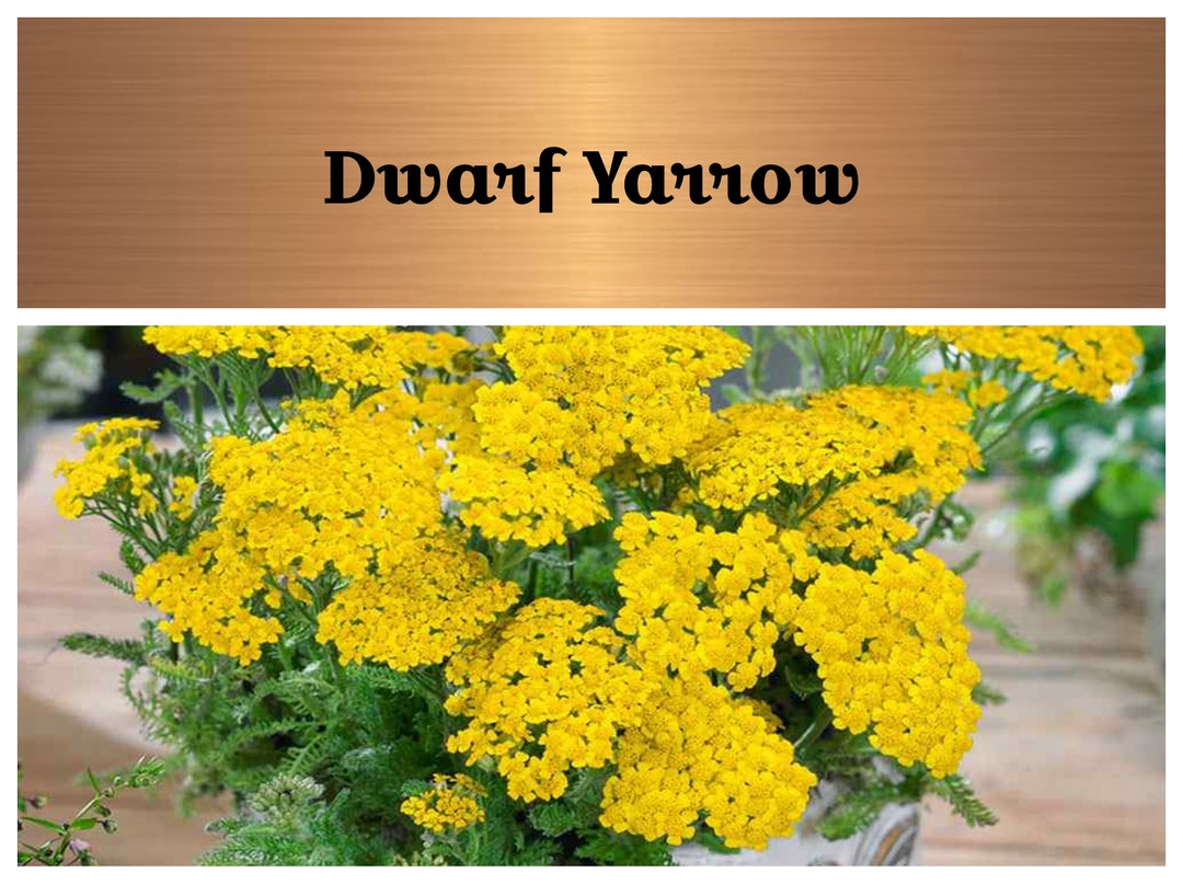 Dwarf Gold Yarrow Seeds Yarrow Flowers Open Pollinated - Etsy
