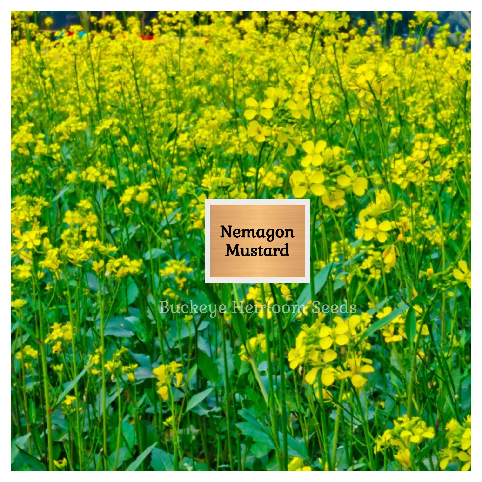 NEW - Nemagon Mustard - 500 Seeds - Heat-tolerant - Cover Crop - Soil ...