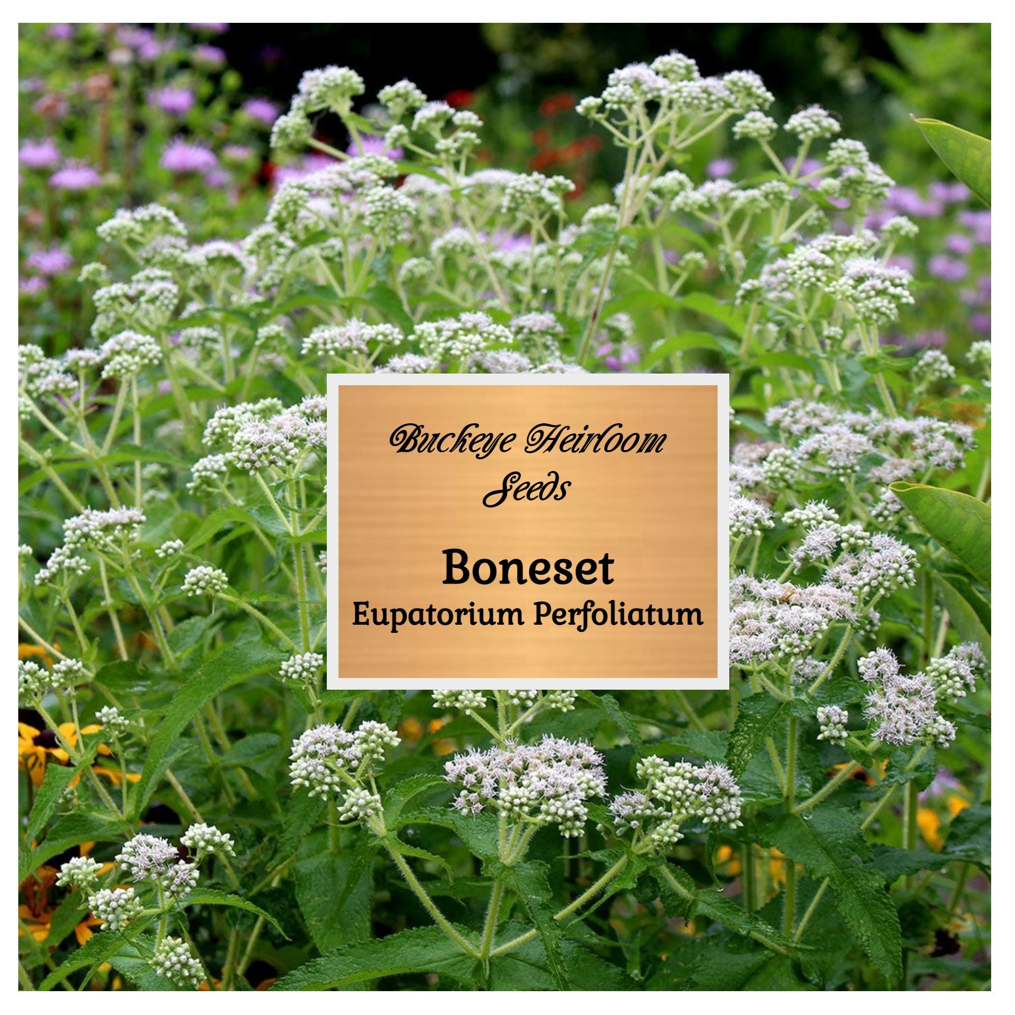 Eupatorium Incarnatum