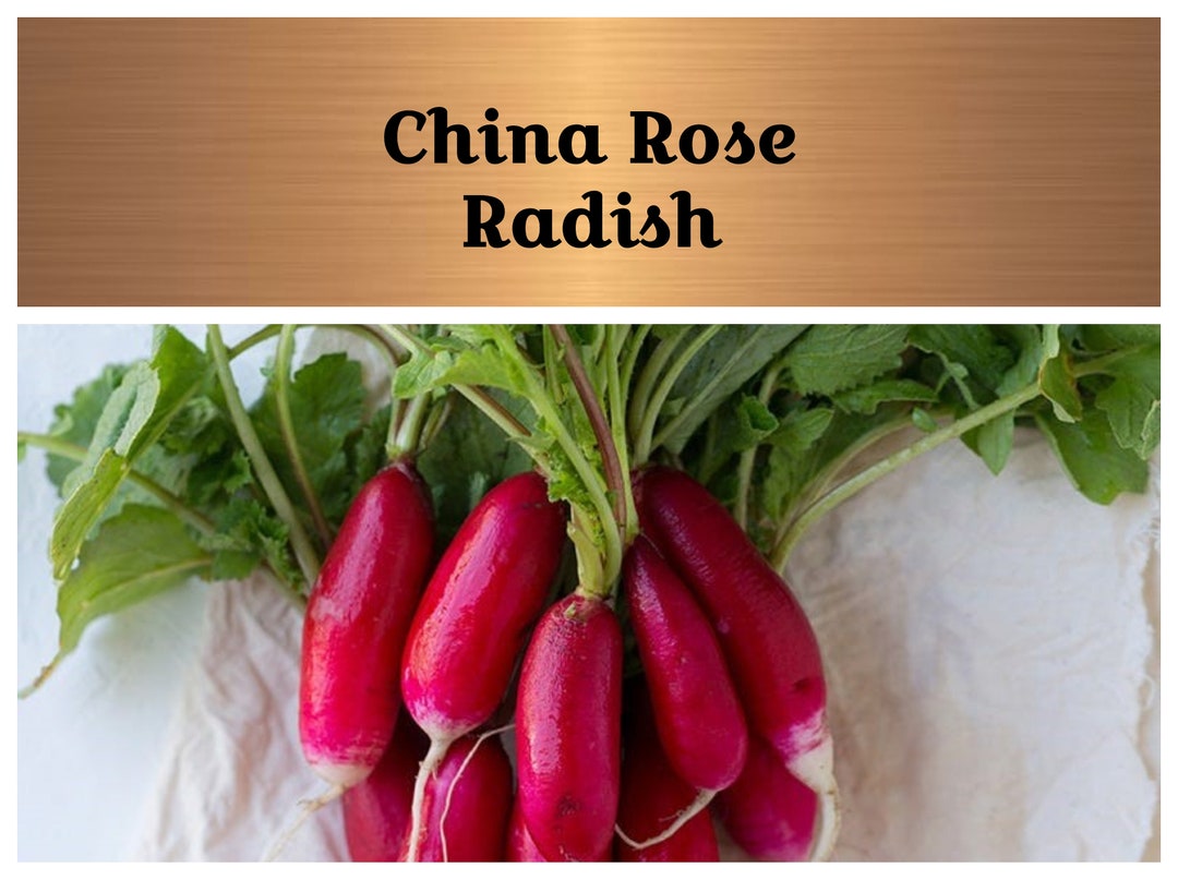 Radish China Rose Seed raphanus Sativus Heirloom Non - Etsy