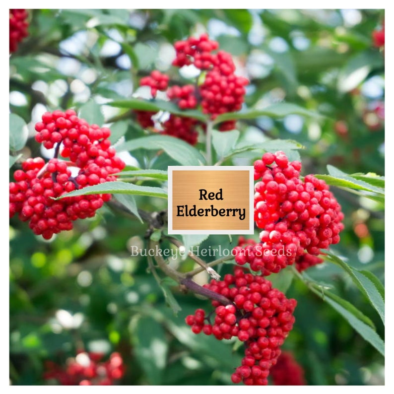 200 Red Elderberry Seeds- (sambucus Racemosa) - Non GMO - Buckeye ...
