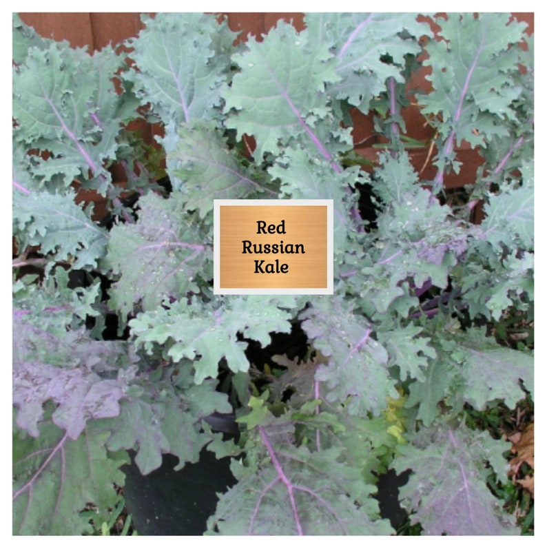 Red Russian - Kale Seeds - Culinary Herb - Salad Greens - GMO Free ...