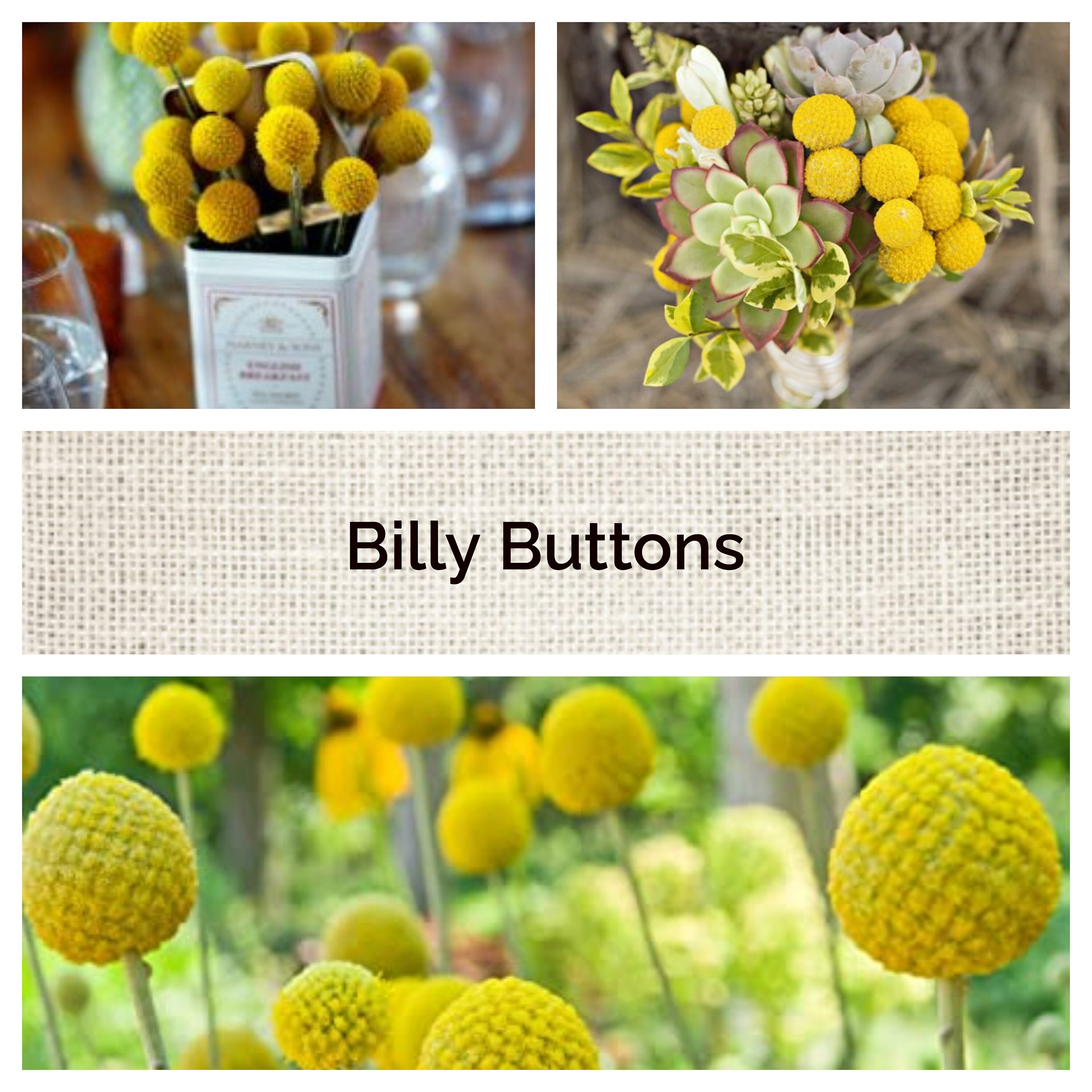 Billy Buttons Flower Seeds Craspedia Globosa 50 Seeds | Etsy