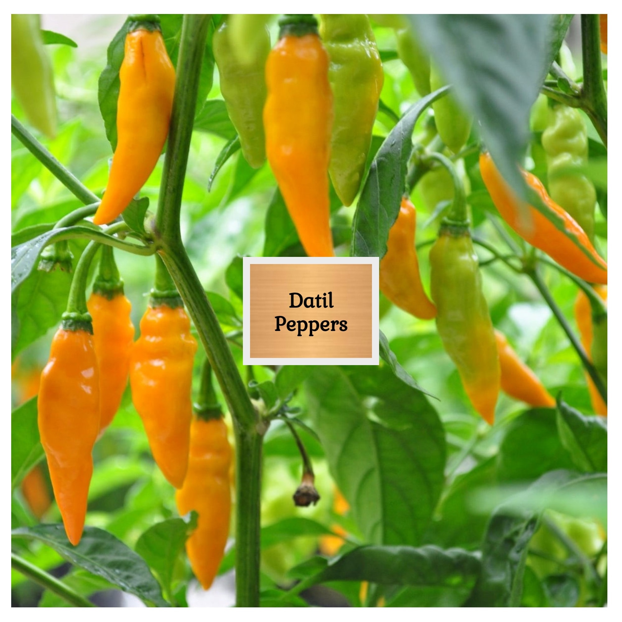 Datil Pepper Seeds - St. Augustine's - Hot Little Secret - Buckeye ...