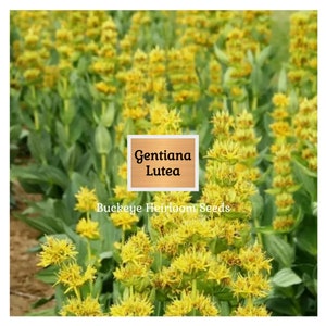 Gentiana Lutea - Yellow Gentian Seeds - Buckeye Heirloom Seeds - Etsy