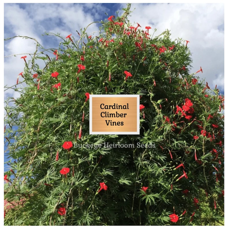 Cardinal Climber Vine Seeds (ipomoea Quamoclit Cardinalis) - Attracts ...