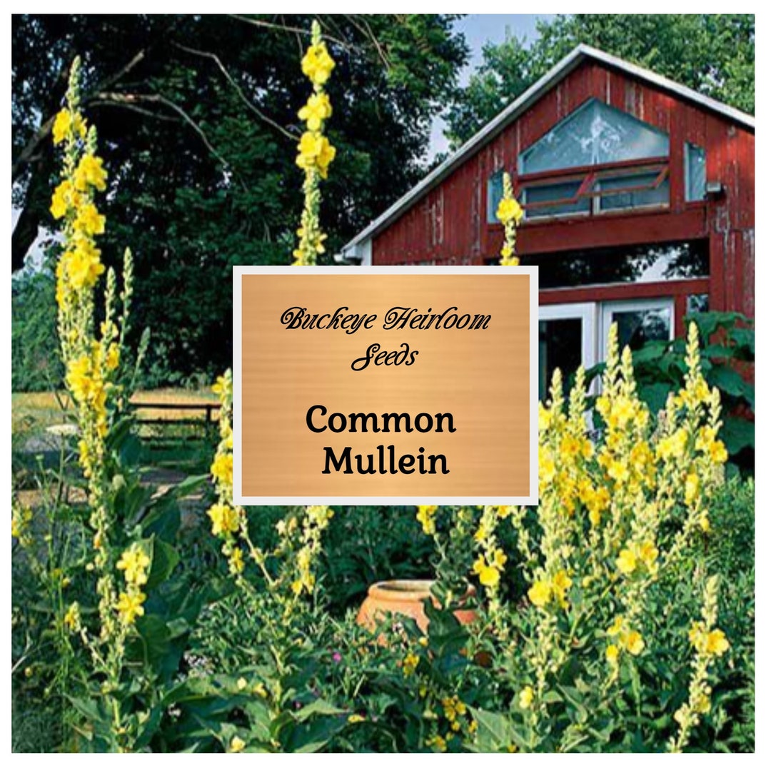 Common Mullein Seeds - Medicinal Herb Seeds, Heirloom Seeds, Verbascum ...