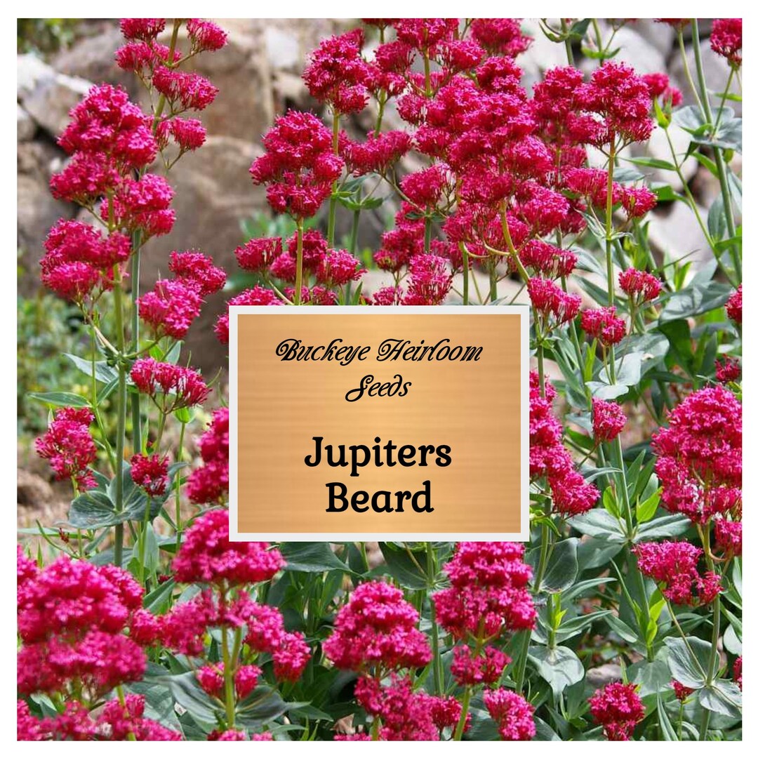 Jupiters Beard - Red Valerian Seeds - (centranthus Ruber Coccineus ...