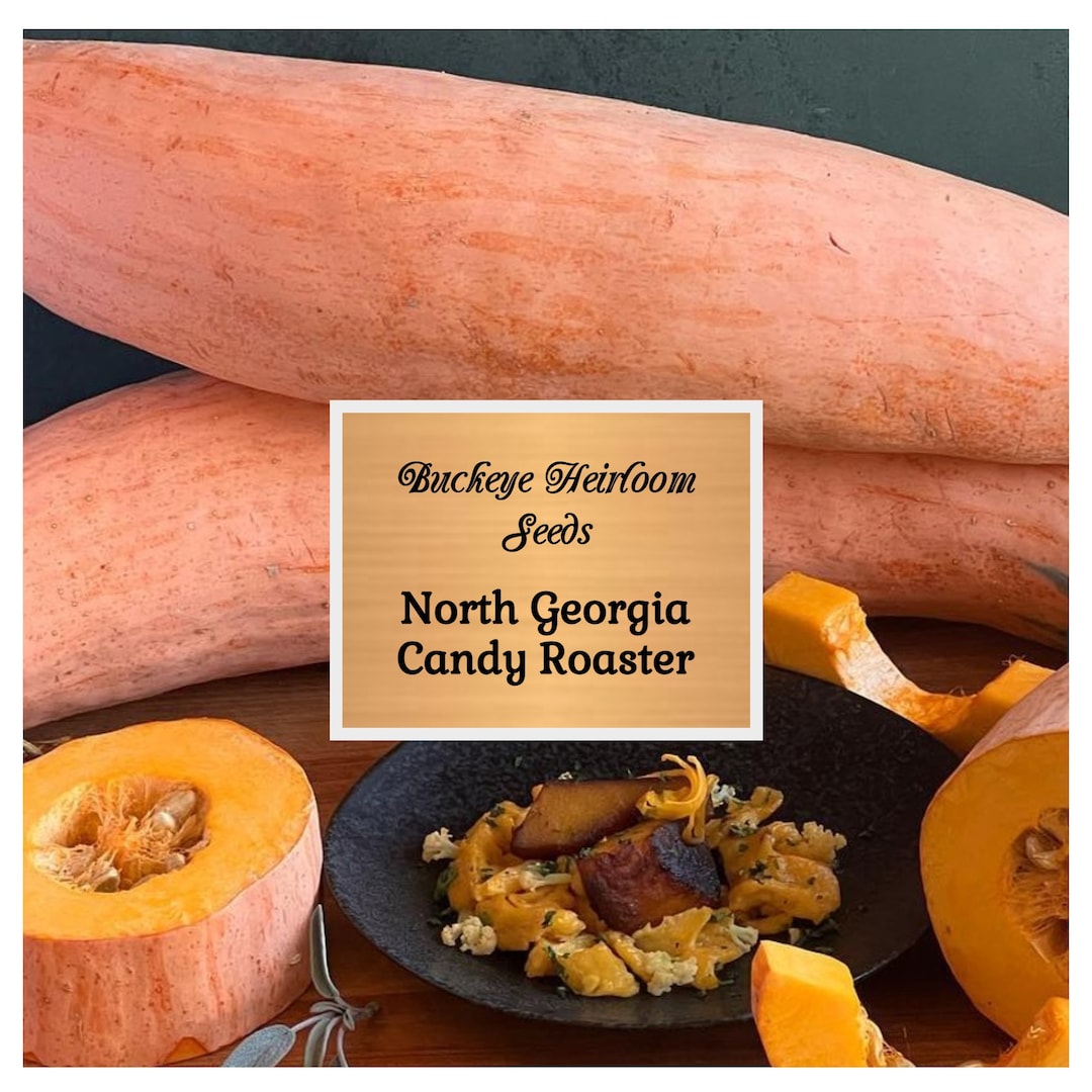North Georgia Candy Roaster Seeds, Georgia Pumpkin, Winter Squash, Non ...