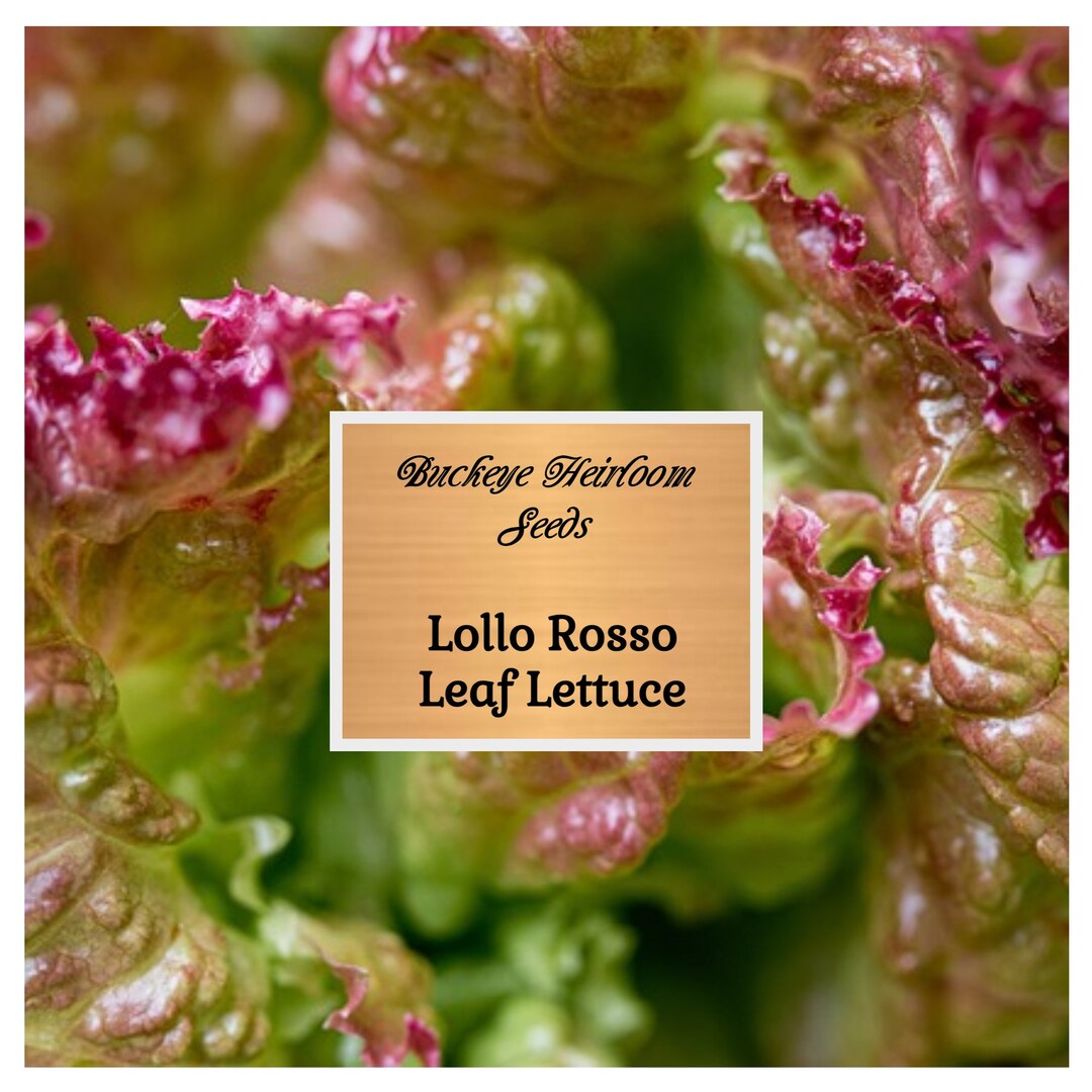 Lollo Rossa Leaf Lettuce - 200 Seeds - Heirloom - Non-gmo - Organic ...