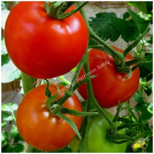 Tomato - Floridade - 300 Seeds - Heirloom - Loves Hot & Humid ...