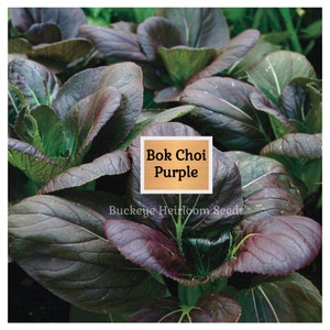 Bok Choy - Purple Magic Pak Choi Hybrid - Seeds - Non GMO - Etsy