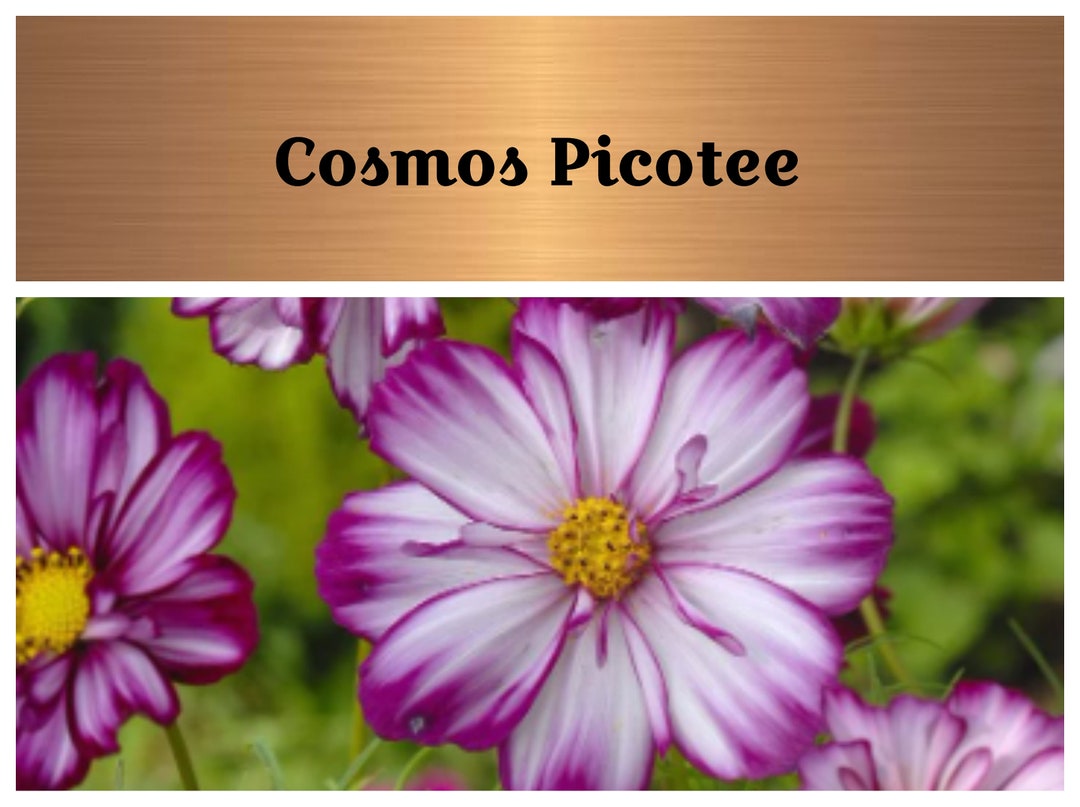 Cosmos Picotee Flower Seeds Bee and Butterfly Pollinator - Etsy