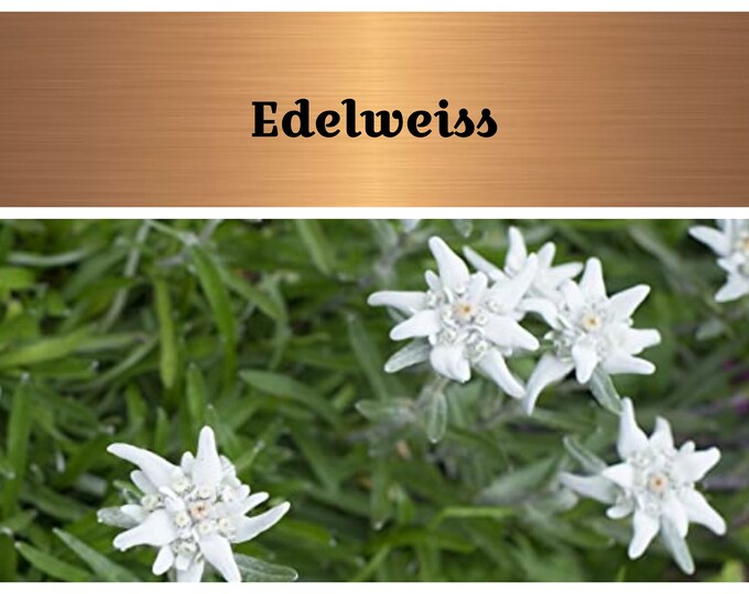 Edelweiss - 100 Seeds - Leontopodium Alpinum - Perennial - Etsy