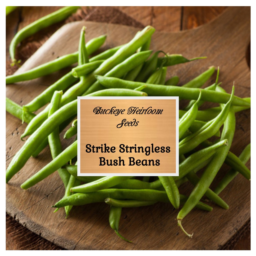 Strike - Bush Beans Seeds - Stringless - 57 Days to Harvest - Heirloom ...
