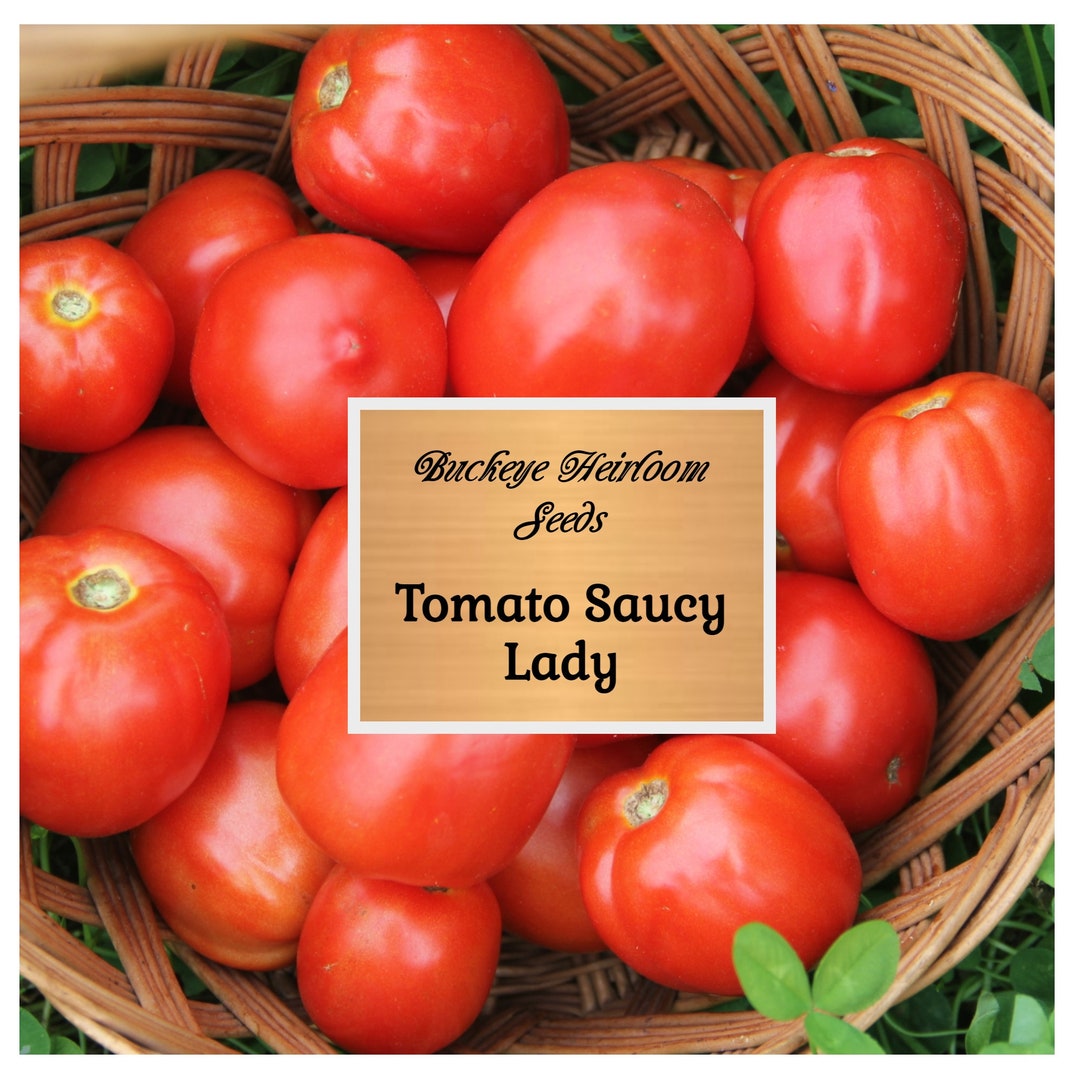Tomato - Saucy Lady - Paste Tomato Seeds - Heirloom - Non - Buckeye ...
