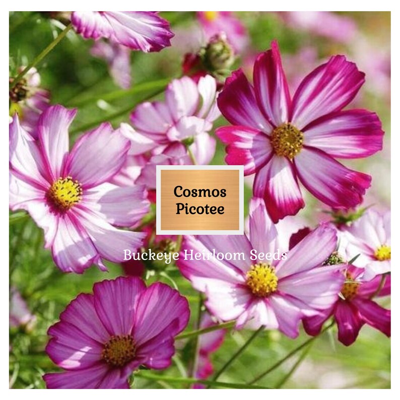 Cosmos - Picotee Flower Seeds- Bee and Butterfly Pollinator - 100 Seeds ...