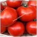 Tomato - Floridade - 300 Seeds - Heirloom - Loves Hot & Humid ...