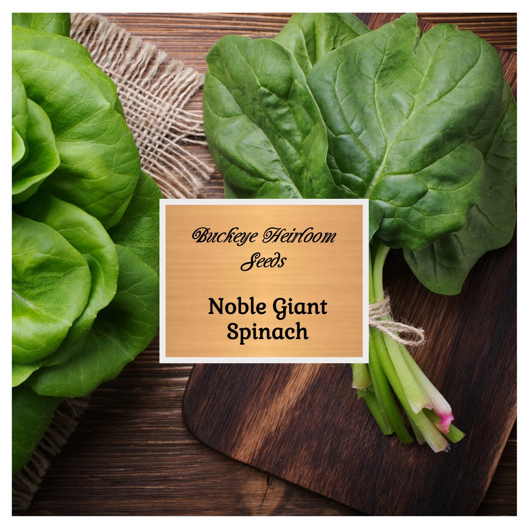 Spinach, Giant Noble (spinacia Oleracea) - Seeds - Etsy