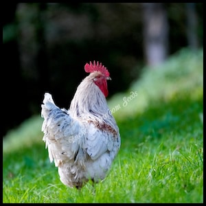 Chicken Forage Seed Mix - to Grow for Your Chickens - the Most ...