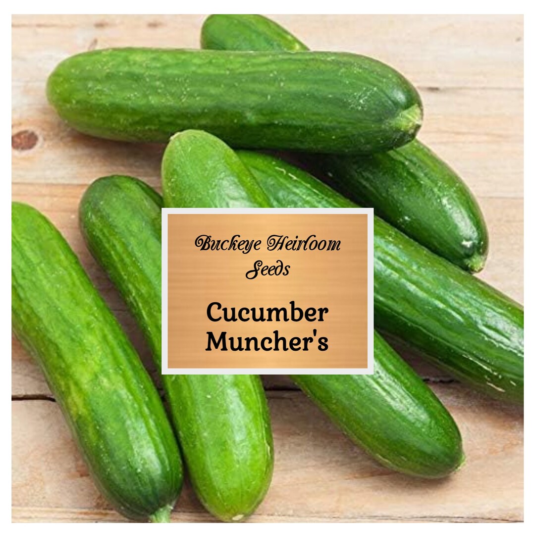 30 - Muncher Cucumber Seeds - Heirloom - Etsy