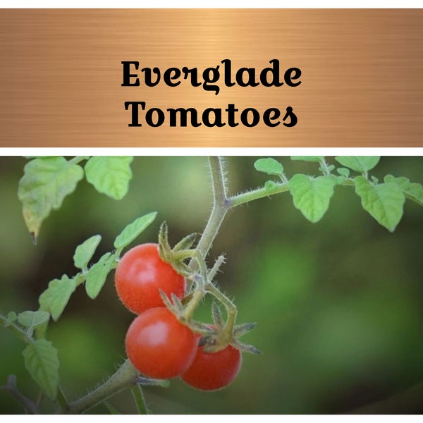 Florida Everglades Tomato Seeds - Etsy
