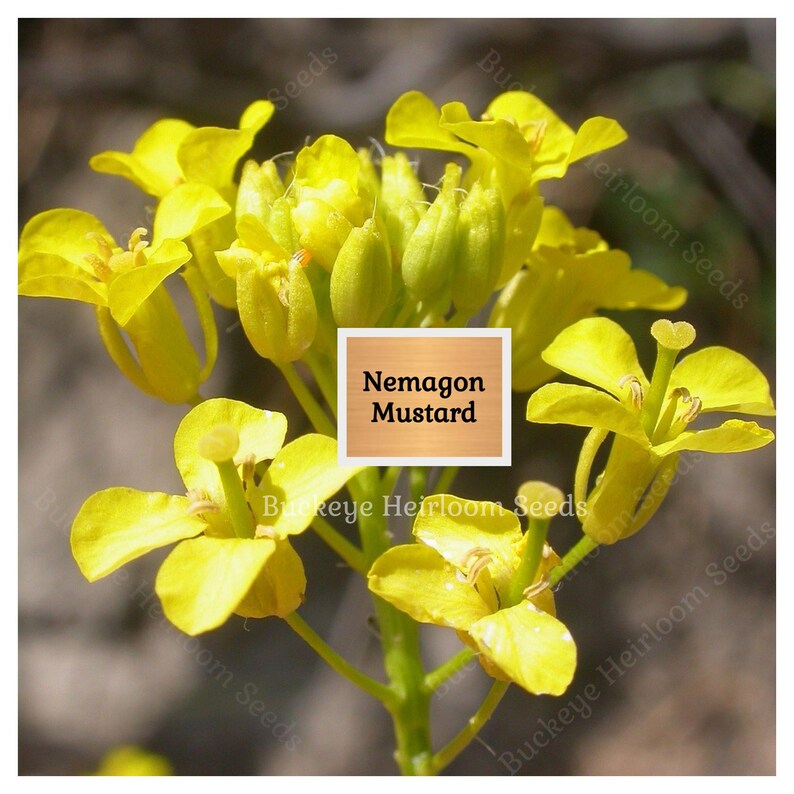 NEW - Nemagon Mustard - 500 Seeds - Heat-tolerant - Cover Crop - Soil ...