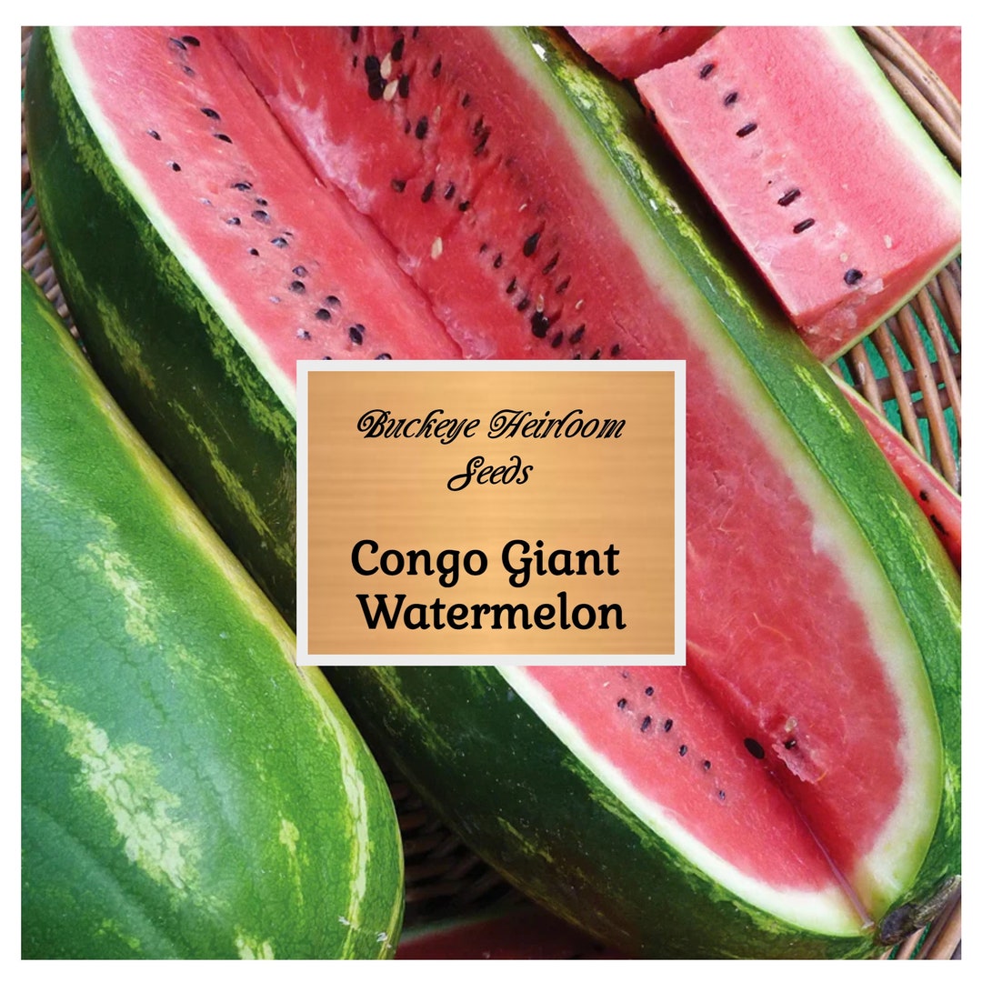 Watermelon, Congo Seeds - Heirloom Fruit - AAS Winner (citrullus ...
