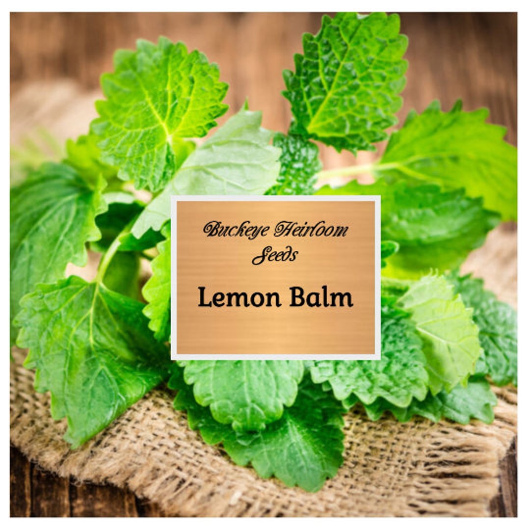 Lemon Balm - 100 Seeds - Heirloom Herb - Culinary & Medicinal - Herbal ...