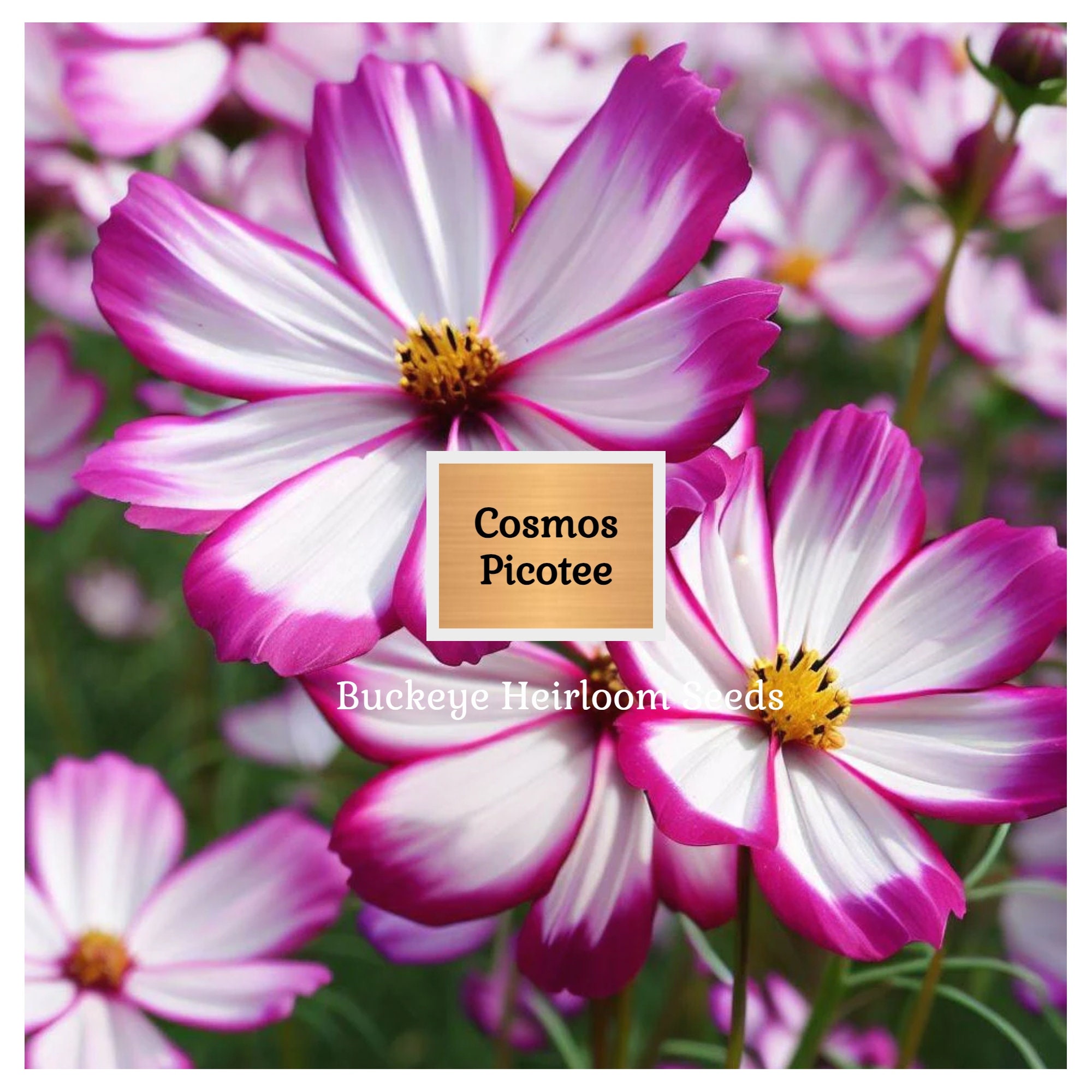 Cosmos - Picotee Flower Seeds- Bee and Butterfly Pollinator - 100 Seeds ...