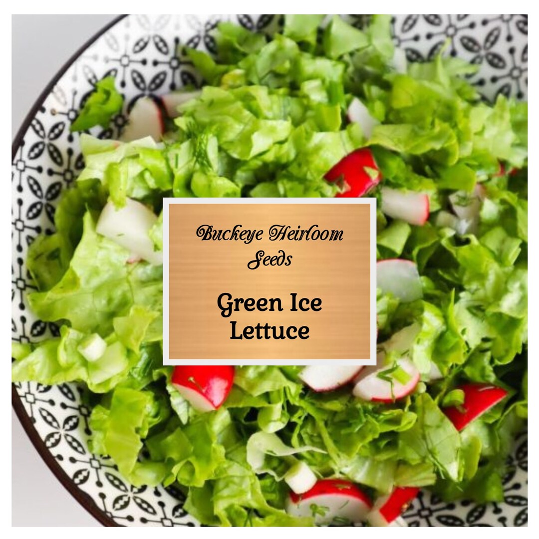 Lettuce - Green Ice - Heirloom - 300 Seeds - Buckeye Heirloom Seeds - Etsy