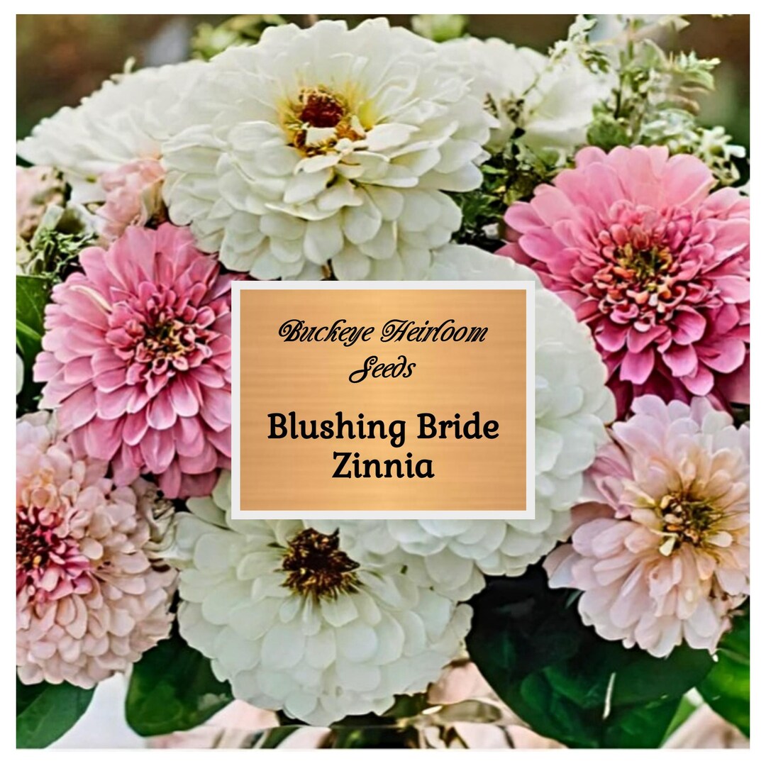 Zinnia - Blushing Bride - 200 Flower Seed Mix - Amazing Bee Pollinator ...