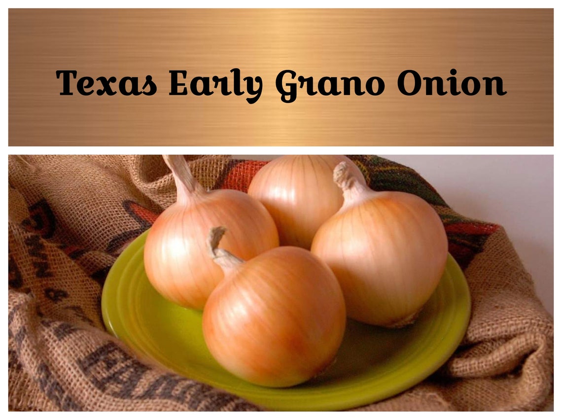 Onion Texas Early Grano Seeds Grow Non Gmo Heirloom | Etsy