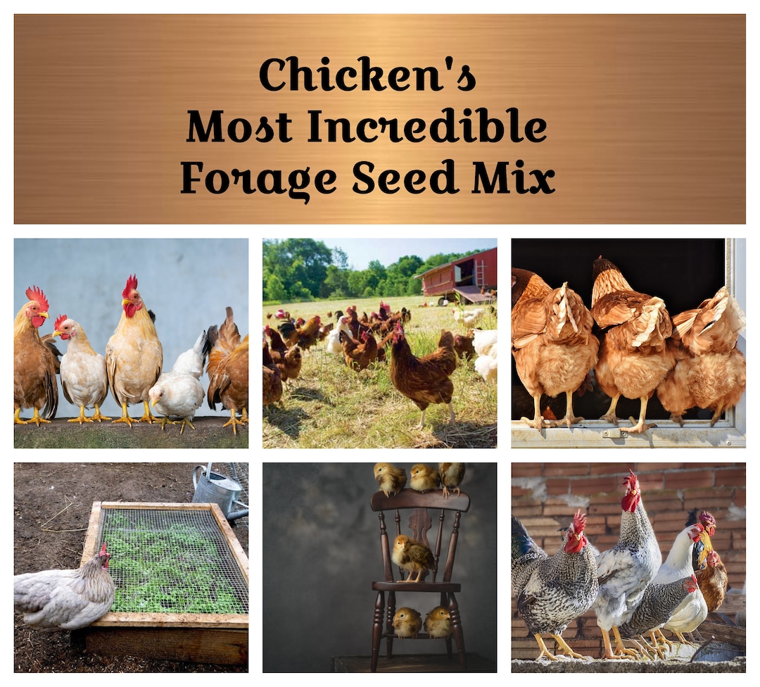 Chicken Forage Seed Mix to Grow for Your Chickens the Most - Etsy