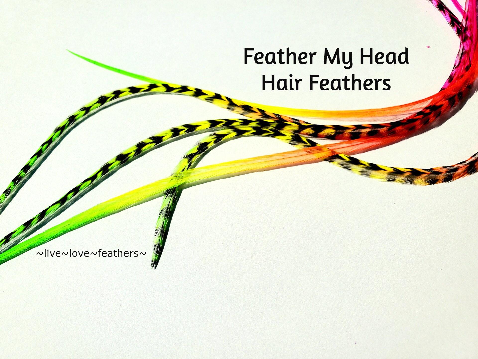 6 Real Feathers Optional Do It Yourself Kit Pick Your | Etsy