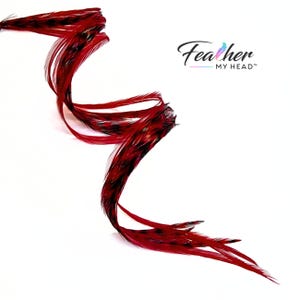 Deep Red Hair Feather Extension in Long Lengths up to 16" Long. Feather ...