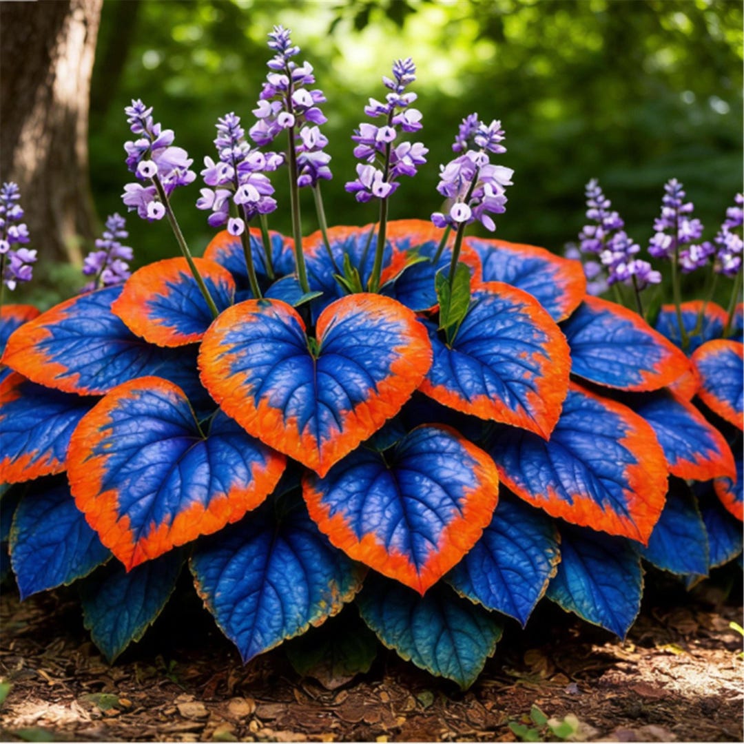 25+blue Hosta-type Coleus Seeds - Etsy