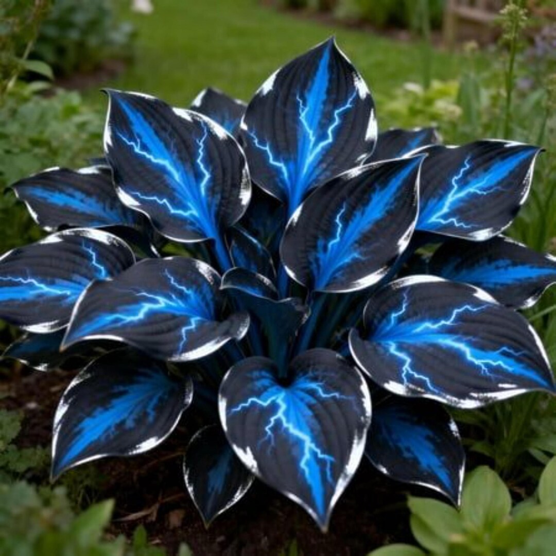 Coleus Type Hosta Seeds – Rare Blue & Black Foliage – 20pcs Ornamental ...