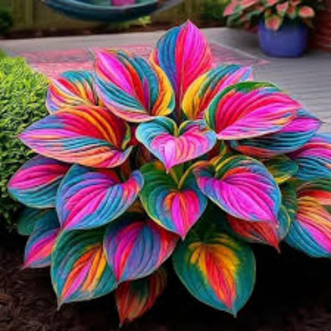 Hosta Coleus Rainbow Seeds - Etsy