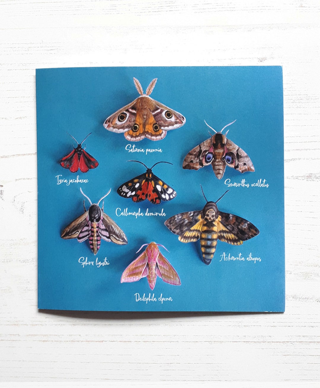 Moths Card Moths Greeting Card - Etsy