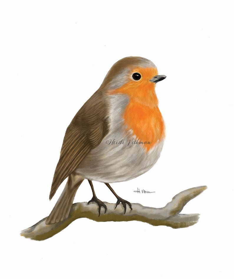 Robin Art Robin Art Print - Etsy