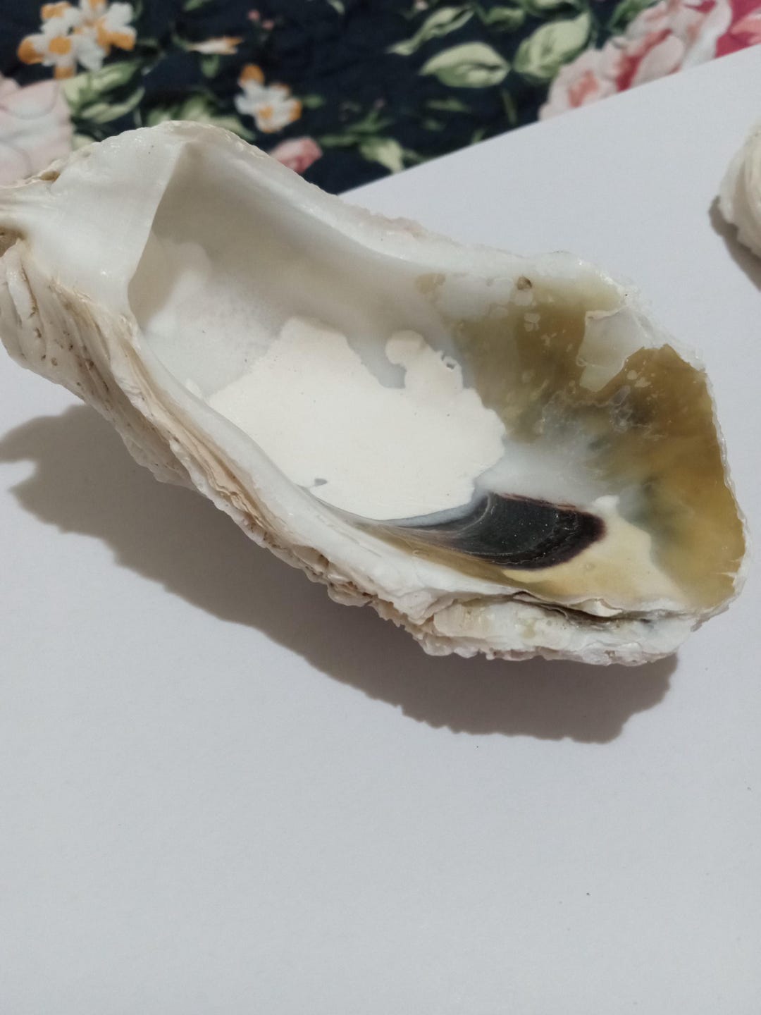 Natural Oyster Shells: Calcium Source for Hermit Crabs - Etsy
