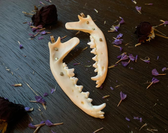 Real Coyote Jaw Bone Hangers Ear Weights - BRASS, Earweights, for ...