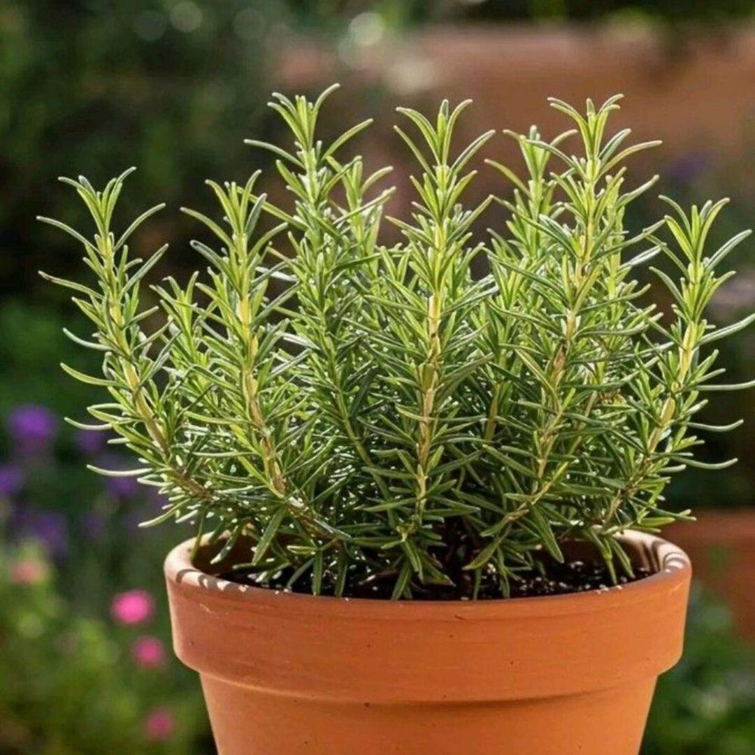 2 Rosemary Live Plant 3 - 5 Inch Tall, Rosemary Herb Plant for Planting ...