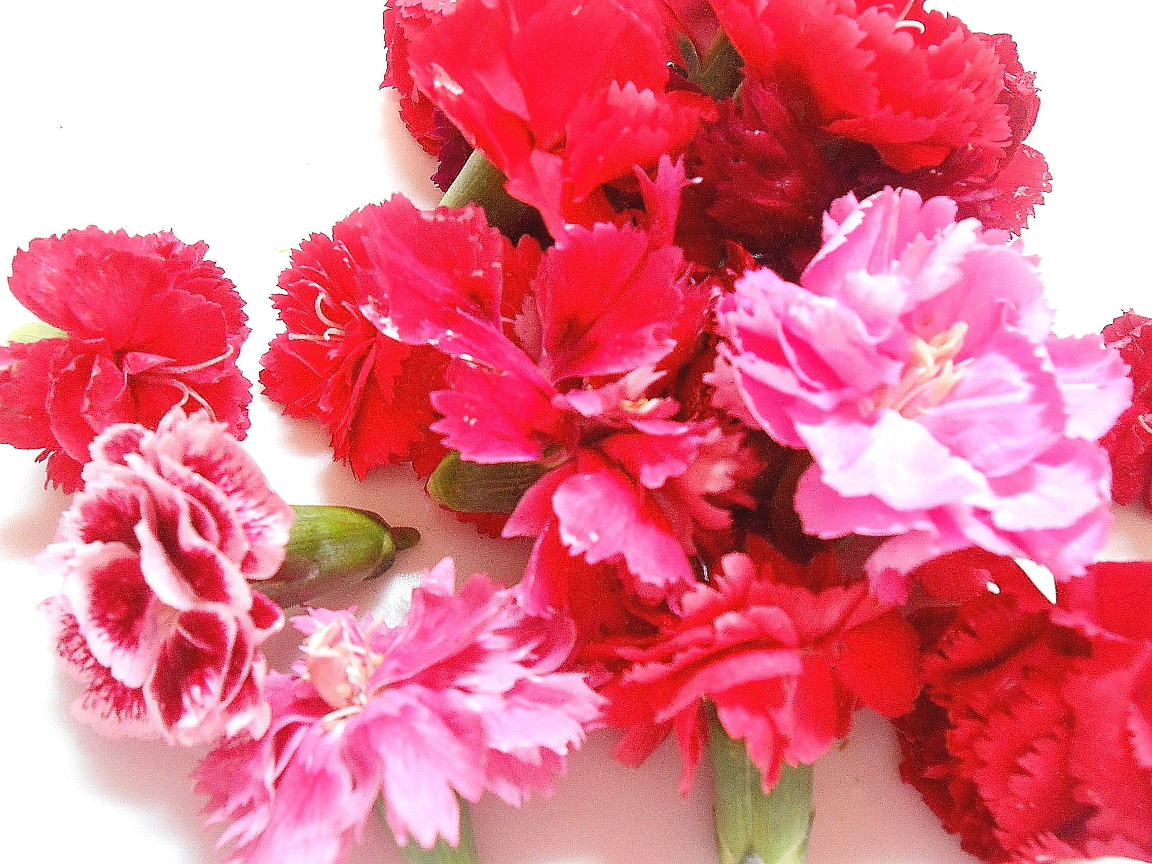 Fresh Carnations In Bulk