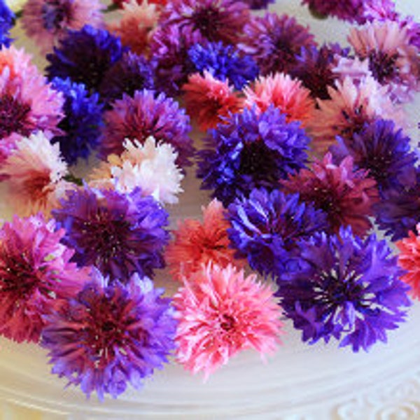 Bachelor Buttons - Etsy